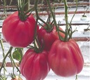 POMIDOR ROSAMUNDA MALINOWY BAWOLE SERCE F1 |SADZONKA| ROZSADA • Cena ...