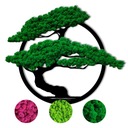 Fa mohás moha 50cm BONSAI kerek moha ÉLŐ KÉP za 26395.00HUF-ért - Allegro