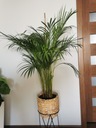 Bardzo Duża Palma Areca Areka Oczyszcza Powietrze (Areca Dypsis 19-21/ ...