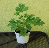 Geranium - Anginka - Niska cena na Allegro