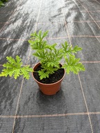 Geranium - Anginka - Niska cena na Allegro