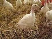 Szukasz "Indyki" w zwierzęta na sprzedaż, do oddania i adopcji ...