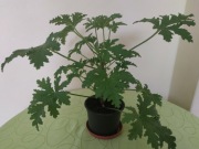 Geranium - Anginka - Niska cena na Allegro