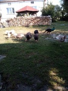 Szukasz "Indyki" w zwierzęta na sprzedaż, do oddania i adopcji ...