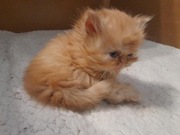 Małe kotki do oddania, adopcji i na sprzedaż - ogłoszenia na Allegro.pl