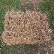 Sloma w Kostkach - Niska cena na Allegro