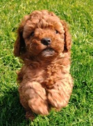 Szukasz "Pudel Toy" w Psy na sprzedaż, do oddania i adopcji ...