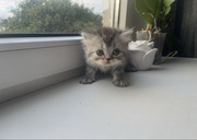 Małe kotki do oddania, adopcji i na sprzedaż - ogłoszenia na Allegro.pl