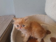 Małe kotki do oddania, adopcji i na sprzedaż - ogłoszenia na Allegro.pl