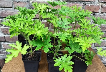 Geranium - Allegro Lokalnie