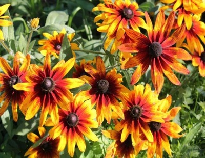 Rudbekia Rudy Fire - sadzonka - 15826163291 - oficjalne archiwum Allegro