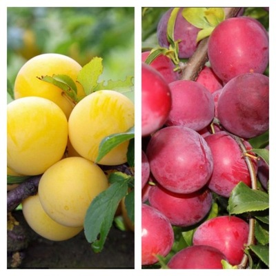 ŚLIWA DUO renkloda ULENA I śliwa BRZOSKWINIOWA - 12563485005 ...