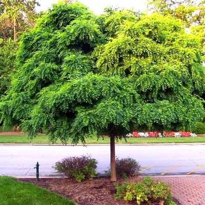 AKACJA Grochodrzew Robinia akacjowa MIODODAJNA - 13280392511 ...