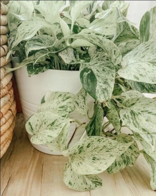 EPIPREMNUM PINNATUM 'MARBLE QUEEN' SCINDAPSUS 10177477407 - Allegro.pl