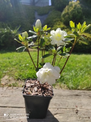 Azalia shneeperie - 13422314751 - oficjalne archiwum Allegro