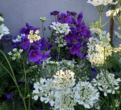 Orlaja wielkokwiatowa (Orlaya grandiflora) - 10991024489 - oficjalne ...