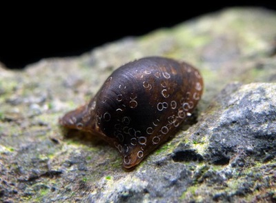 Ślimak batman nietoperz- Neritina auriculata - 11973005216 - oficjalne archiwum Allegro