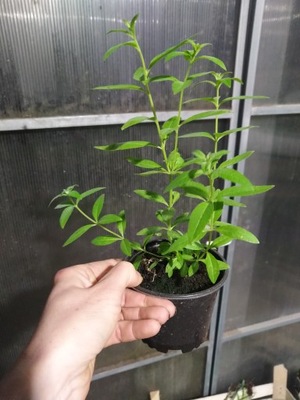 Werbena cytrynowa sadzonka Eko-Ogrody - 13553294889 - oficjalne ...