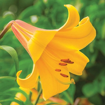 Lilia lilium Golden Splendor Trąbkowa żółta - 11882512156 - oficjalne ...