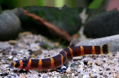 Piskorek Kuhla - Cierniooczek sumatrzański 6szt 12771506016 - Allegro.pl