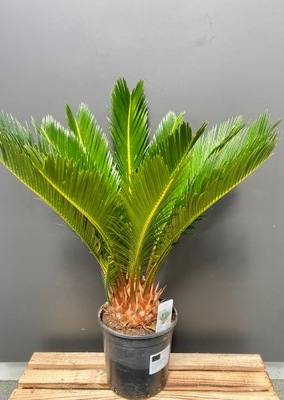 Cycas revoluta cykas palma sagowiec 60 cm ⌀17cm - 14043931928 ...