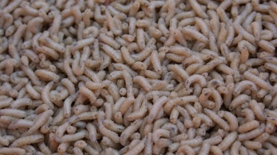 Białe robaki 1 litr - 9068370741 - oficjalne archiwum Allegro