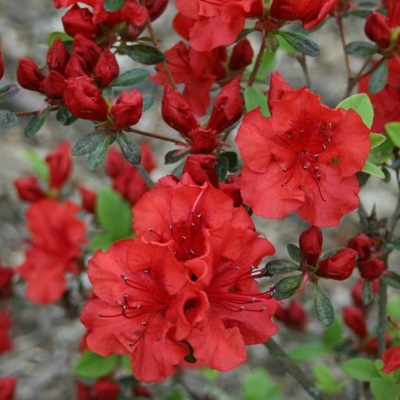 Azalia japońska MARUSCHKA karmionowo-czerwona - 13411871658 - oficjalne ...