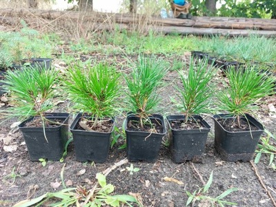 Pinus leucodermis 'Satelit' - Sosna bośniacka - 7141554636 - oficjalne ...