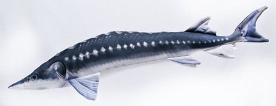 Maskotka Poduszka Ryba - JESIOTR - 125cm! - 6637812407 - oficjalne ...