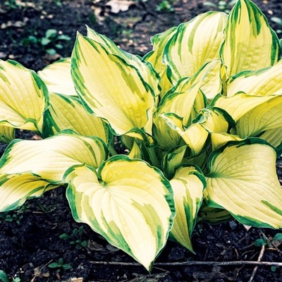 Hosta Funkia Ogrodowa Banana Bay 1 szt Hosty sadzonka sadzonki Funkie ...