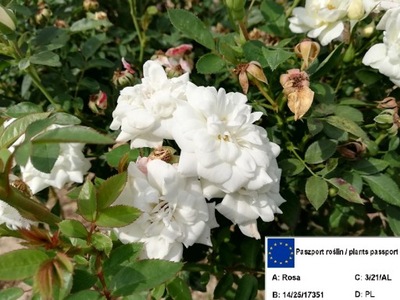 Róża Rose Pienna 'Biała miniaturka' - 12615555315 - oficjalne archiwum ...