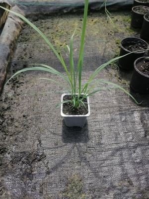 Sadzonka rozsada Trawa Cytrynowa palczatka - 12132329327 - oficjalne ...