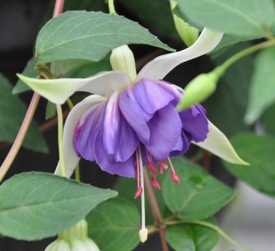Fuksja Marbeller Double White Purple Zwisająca - 13235988375 ...