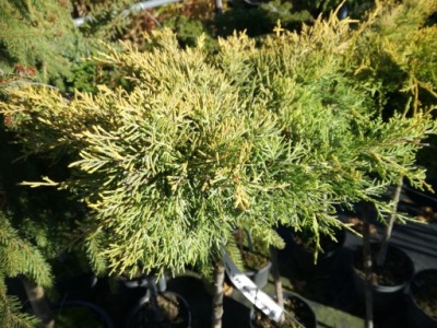 Tuja, Thuja płożaca na pniu King Od Spring - 11161580649 - oficjalne ...