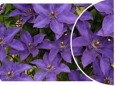 Clematis, Powojnik Biskupi 'Mega kwiaty' • Cena, Opinie • Drzewa i ...