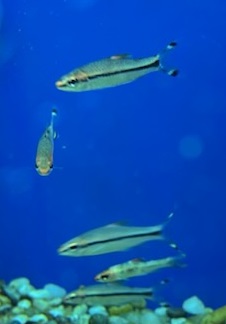 BRZANKA REKINIA ryba wysyłka FV - 12197488192 - oficjalne archiwum Allegro