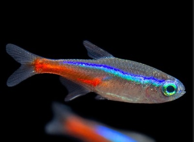 Neon Innesa - Paracheirodon innesi 10963909441 - Allegro.pl