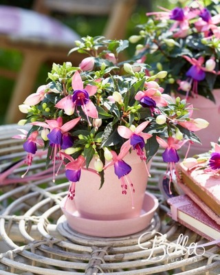 Fuksja Bella Fuchsia Sarah różnobarwna sadzonka - 13665297772 ...