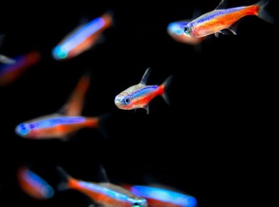 NEON CZERWONY NEONEK ŁAWICOWY 9511126700 - Allegro.pl