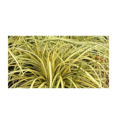 TURZYCA OSZIMSKA|CAREX OSHIMENSIS EVERGOLD - 12313916621 - oficjalne ...