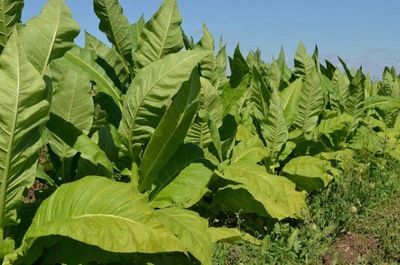 SWIĘTY TYTOŃ – MACHORKA – DO PALENIA :) 12002489004 - Allegro.pl