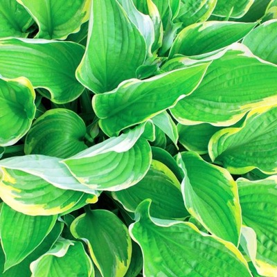 HOSTA FUNKIA GLAD RAGS 1 SZT. - 11846242163 - oficjalne archiwum Allegro