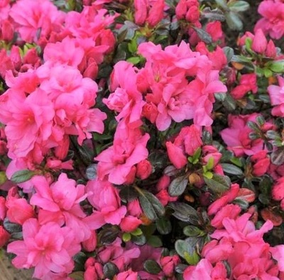 Azalia japońska Michiko zimozielona SADZONKA - 13596874773 - oficjalne ...