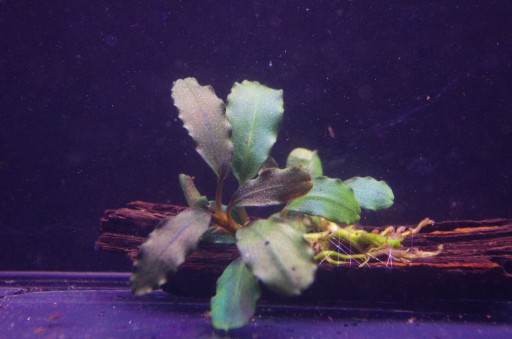 Bucephalandra RED SCORPIO HODOWLA PODWODNA • Cena, Opinie • Rośliny 8421375245 • Allegro