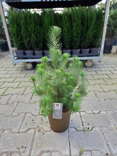 Pinus pinea Silver Crest – Borovice pinia C3, • Ceny, Recenze - Allegro