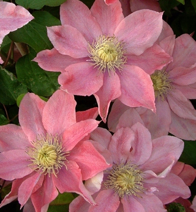 CLEMATIS RÓŻOWY Z DONICY 922 • Cena, Opinie • Rośliny pnące 17242979918 ...