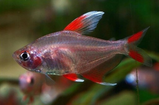 BYSTRZYK ORNATUS WHITE FIN OZDOBNY - EKH WAWA • Cena, Opinie • Ryby ...