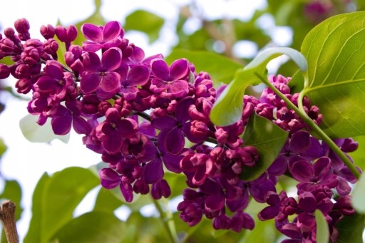 Lilaki fioletowy sadzonka w pojemniku 1-2l 20-30 cm • Cena, Opinie ...