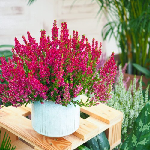 Wrzosy i wrzośce czerwony sadzonka w pojemniku 0,5-1l • Cena, Opinie ...