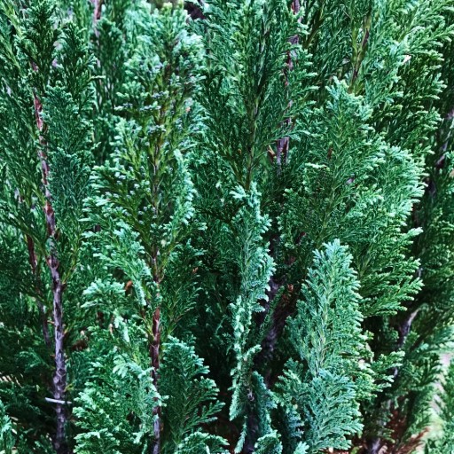 Cyprysik Lawsona Ellwoodii • Cena, Opinie • Drzewa i krzewy iglaste ...